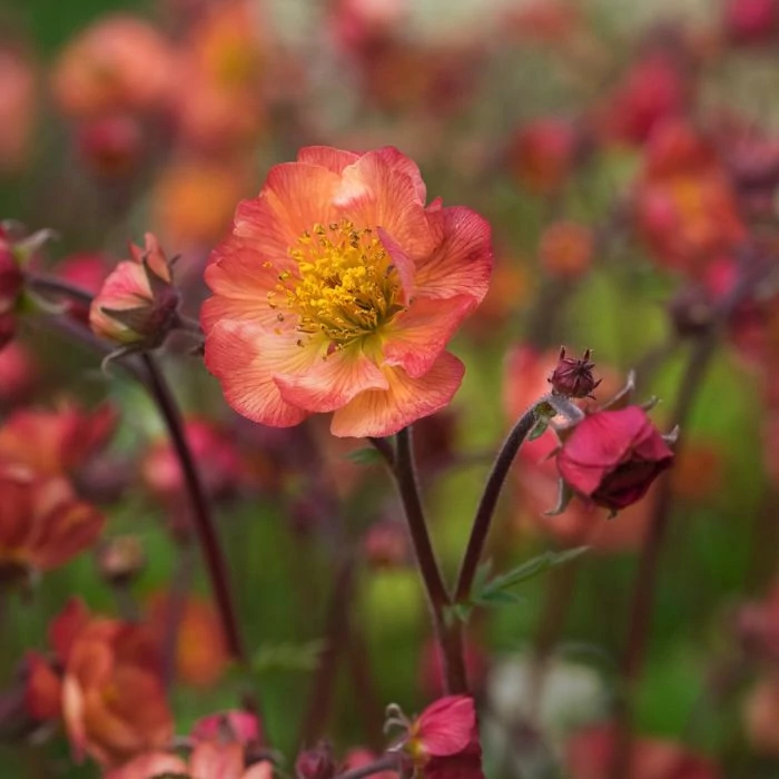 Geum Mango Lassi - Gardencentrum.net magazin online