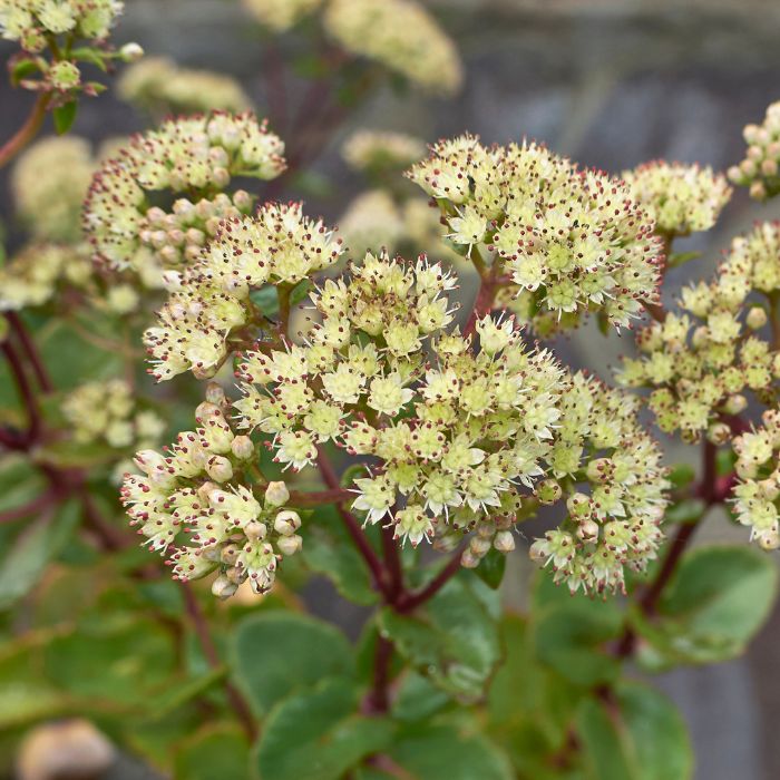 Norocel - Gardencentrum,net magazin online