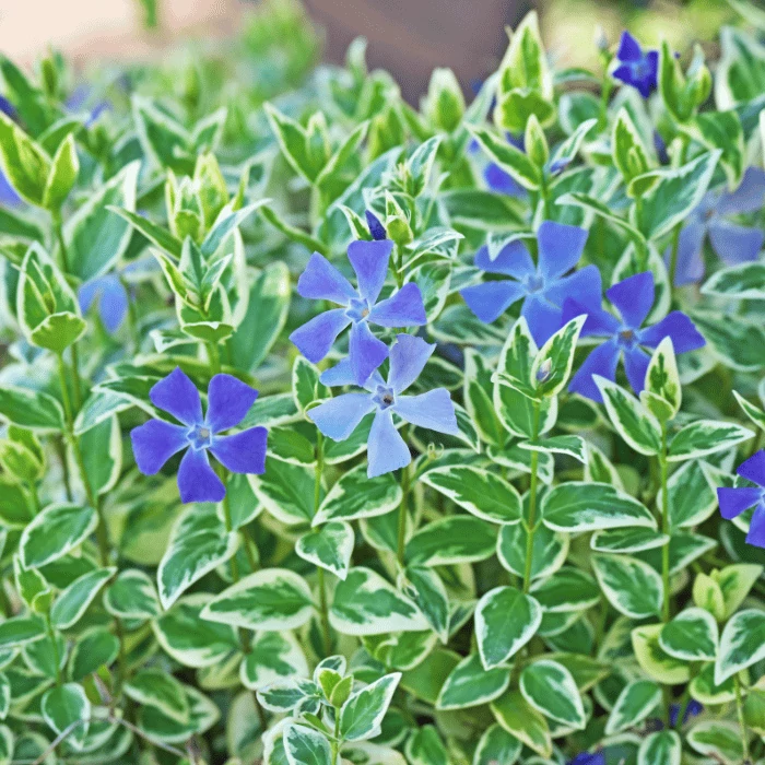 Saschiu variegat - Gardencentrum.net magazin online de grădinărit