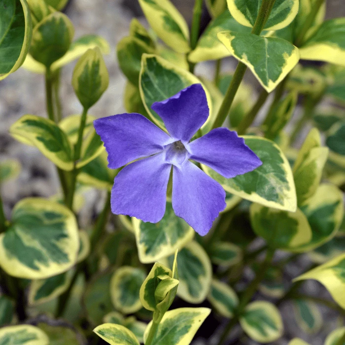 Saschiu variegat - Gardencentrum.net magazin online