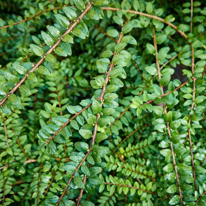 Caprifoi târâtor pitic - Gardencentrum.net magazin online