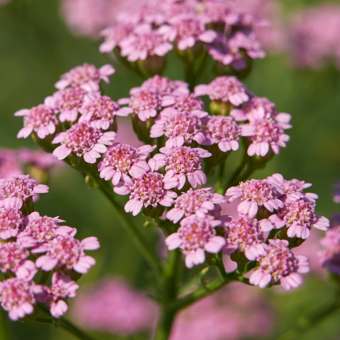 Coada șoricelului cu flori roz - Gardencentrum.net magazin online